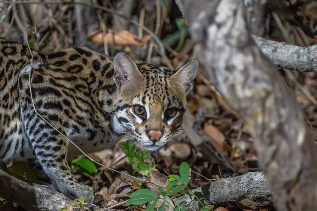 Ocelotes en Misiones: el CONICET sorprende con el mayor relevamiento ...