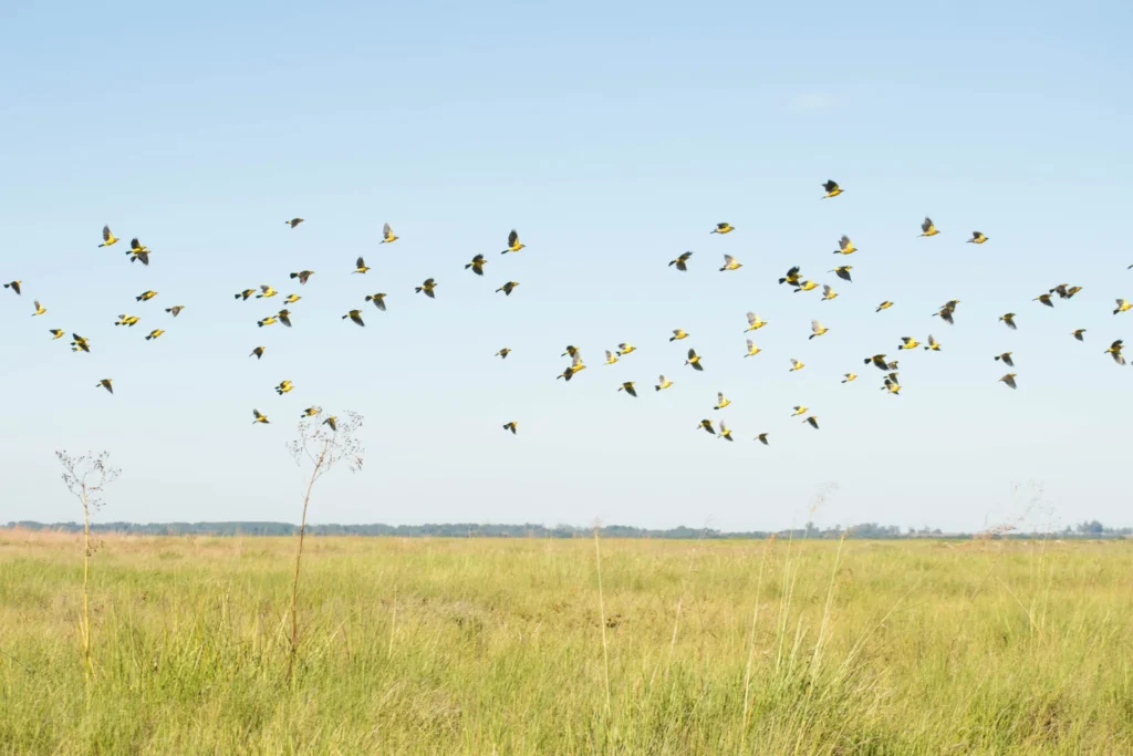 Aves Argentinas crea una nueva reserva en Corrientes para proteger ...